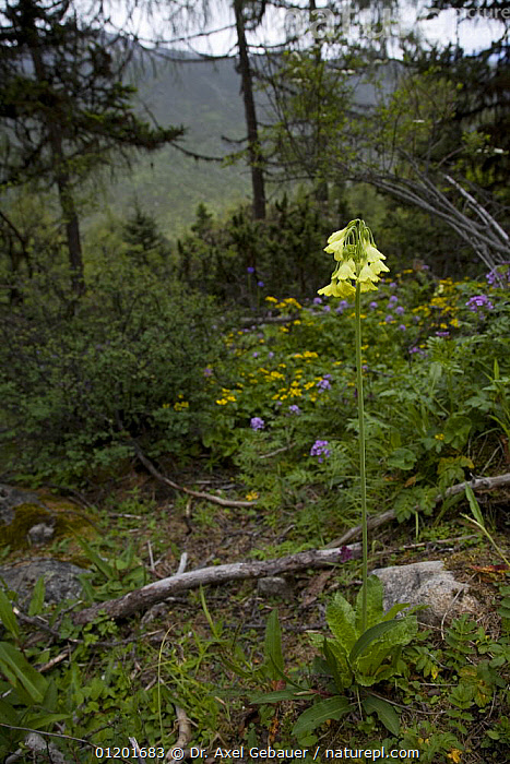 Stock photo of Primrose (Primula sikkimensis), Mugetso-Lake area ...
