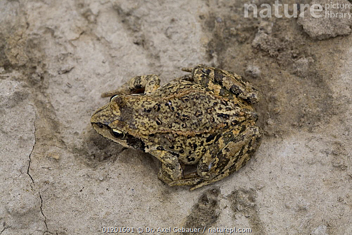 Stock photo of Chinese brown frog / Asiatic grass frog (Rana ...