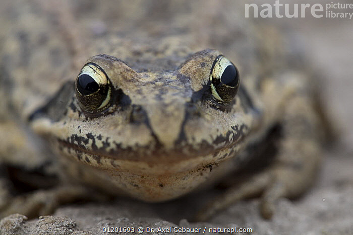 Stock photo of Chinese brown frog / Asiatic grass frog (Rana ...