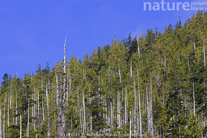 Stock photo of Western Red Cedar {Thuja plicata} Bare trunks of trees ...