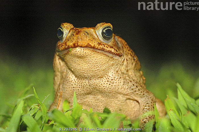Stock photo of Giant / Marine / Cane Toad (Bufo marinus) portrait ...