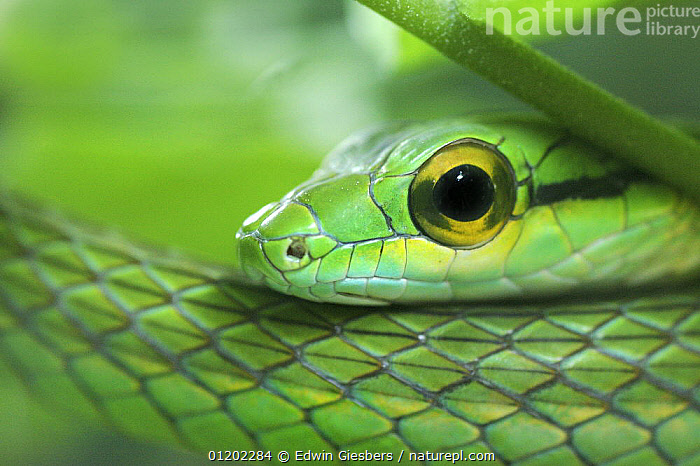 Stock photo of Close up of Satiny Parrot Snake (Leptophis ...