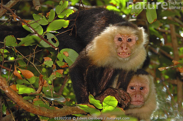 Stock photo of Two White-faced capuchin monkeys {Cebus capucinus}, Mono ...