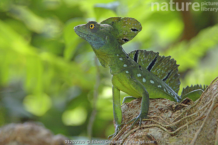 Stock photo of Double crested basilisk / Basilisk lizard (Basiliscus ...