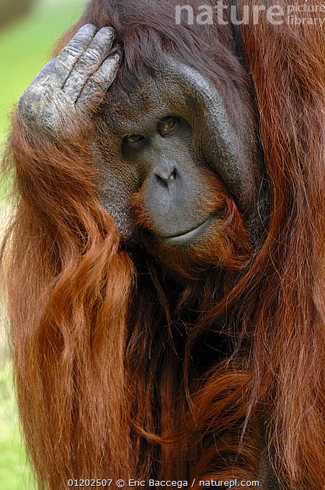 Stock photo of Male orang-utan (Pongo pygmaeus) with head on hand ...