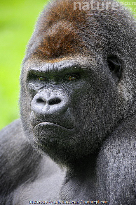Stock photo of Male silverback western lowland gorilla (Gorilla gorilla ...