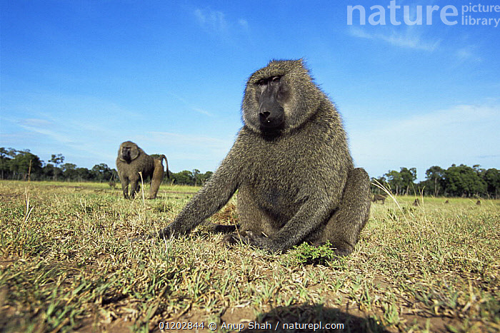 Stock photo of Olive baboon {Papio anubis} male sitting, feeding with ...