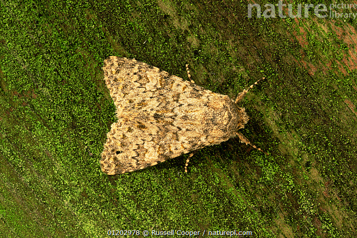 Stock photo of Knot grass moth {Acronicta rumicis} clearly visible ...