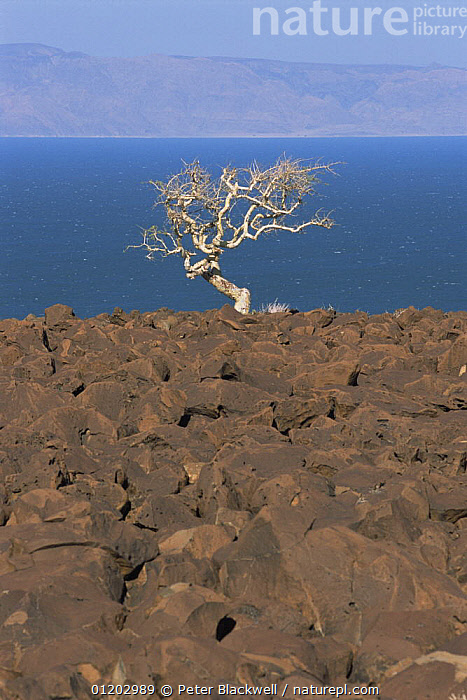 Stock photo of Isolated tree and volcanic rocks on shore of Lake ...