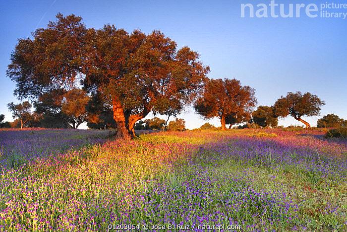 Stock photo of Wild olive trees (Olea europaea sylvestris) and purple ...