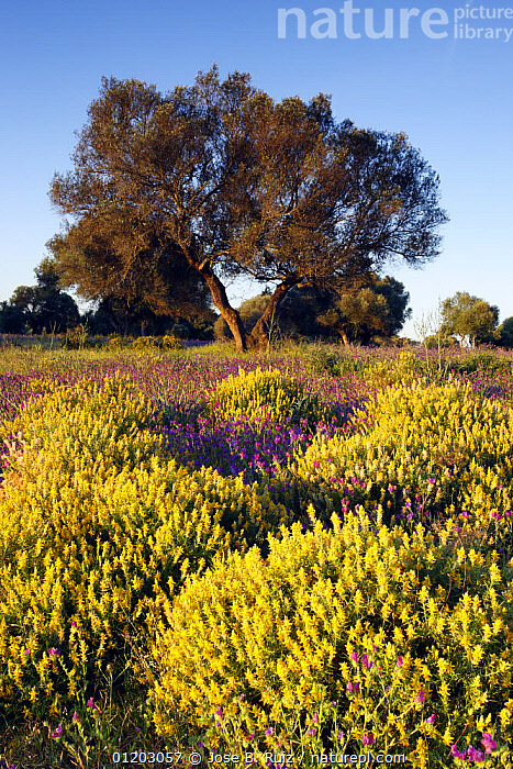 Stock photo of Wild olive trees (Olea europaea sylvestris) and meadow ...