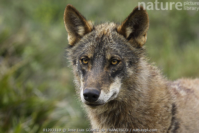 Stock photo of Iberian wolf (Canis lupus signatus) portrait, Spain ...