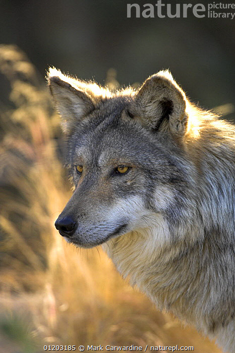 Stock photo of Mexican wolf (Canis lupus baileyi) Captive, Living ...