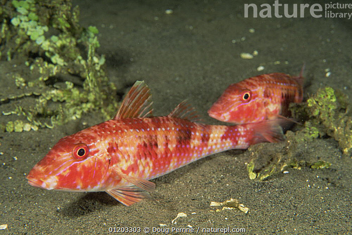 Stock photo of Spotted goatfish {Pseudupeneus maculatus} sleeping on ...