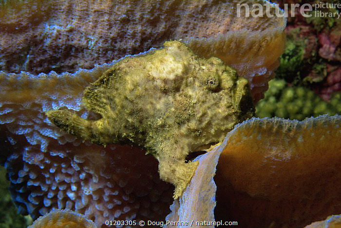 Stock photo of Longlure frogfish {Antennarius multiocellatus} resting ...