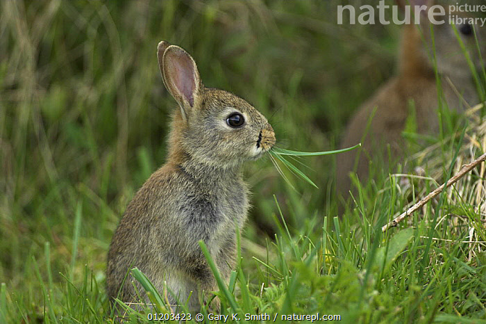 Stock photo of Young European rabbit (Oryctolagus cunniculus) eating ...