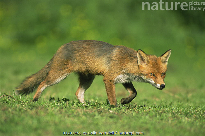 Stock photo of Red fox {Vulpes vulpes} female prowling, UK. Available ...
