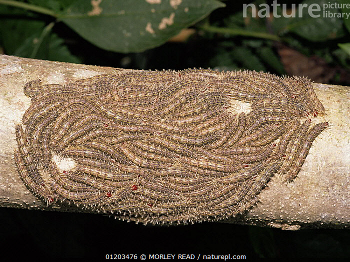 Stock photo of Mass of Sawfly larvae on Cecropia tree trunk in ...
