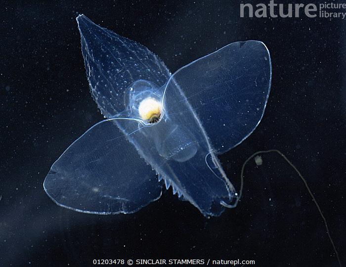 Stock photo of Sea butterfly {Cymbulia sp} planktonic nudibranch larva ...
