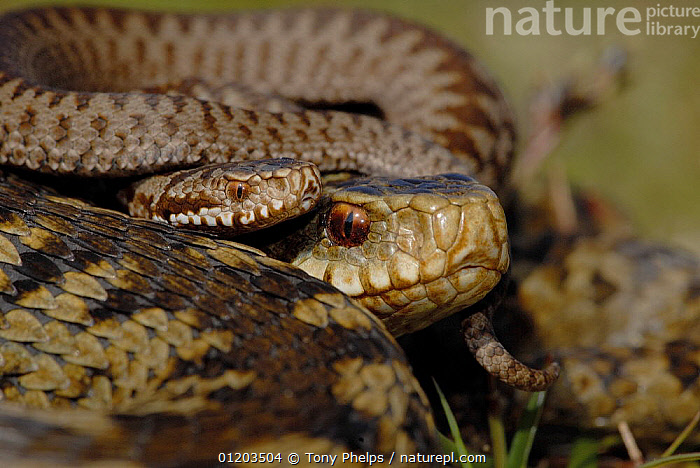 Baby Adder Pictures