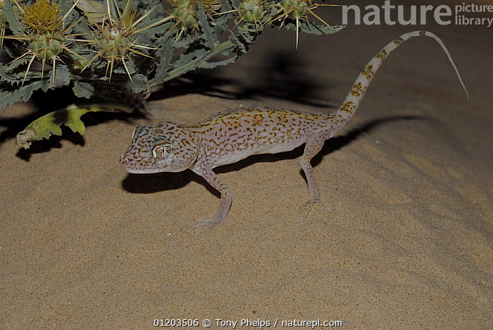Stock photo of Persian ground gecko (Stenodactylus doriae) on sand ...