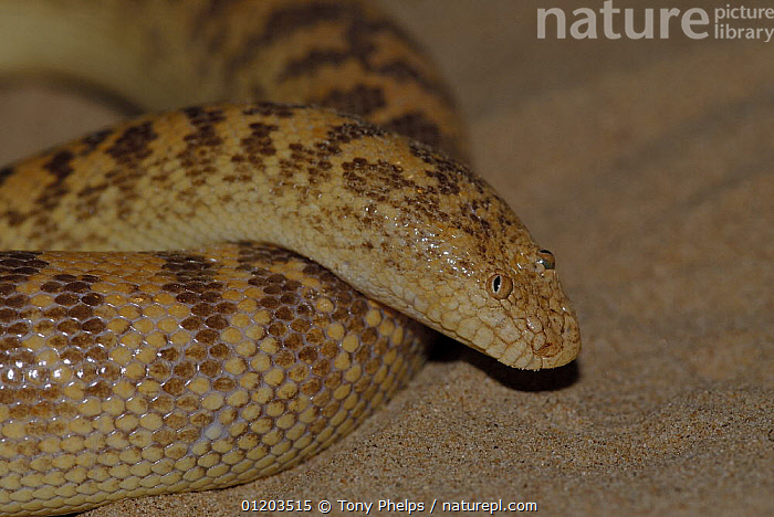 Stock photo of Arabian Sand Boa snake (Eryx jayakari) on sand, Sharjah ...