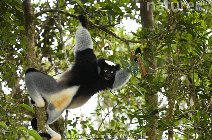 Stock photo of Indri (Indri indri) looking back over its shoulder ...