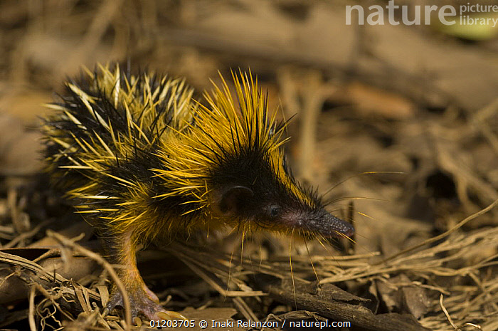 Stock photo of Yellow streaked tenrec {Hemicentetes semispinosum ...