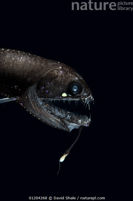 Stock photo of Snaggletooth {Borostomias sp} deepsea fish with ...