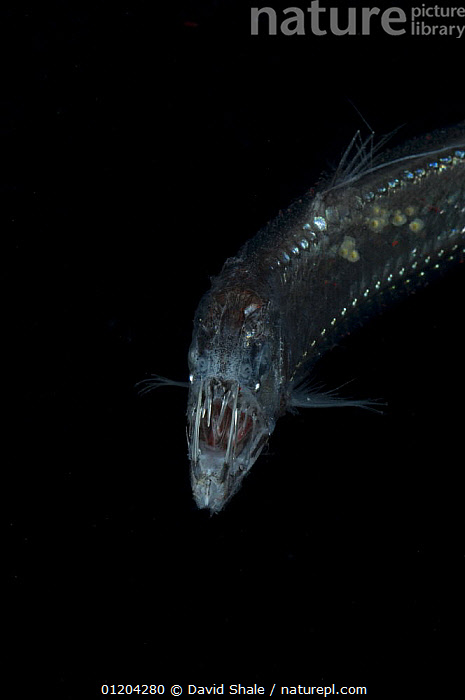Stock photo of Viperfish {Chauliodus sloani} deepsea, from the Mid ...