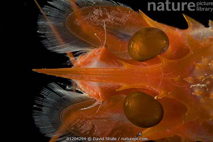 Stock photo of Close up of face, eyes and mouthparts of Deep sea shrimp ...