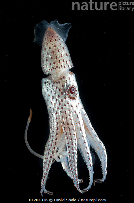 Stock photo of Deepsea squid {Histioteuthis bonellii} showing ...