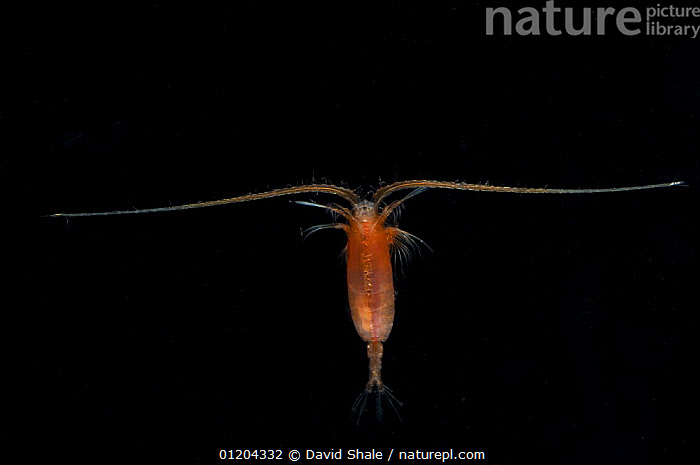 Stock photo of Deep sea Copepod {Megacalanus princeps} dorsal view ...
