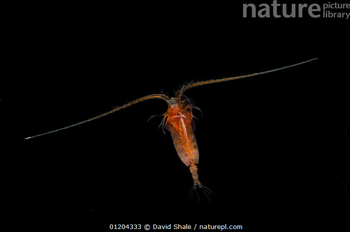 Stock photo of Deep sea Copepod {Megacalanus princeps} ventral view ...