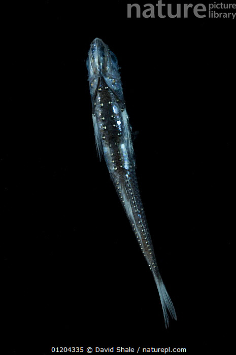 Stock photo of Lanternfish {Myctophum punctatum} ventral view, from the ...