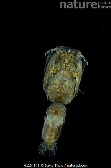 Stock photo of Deep sea Parasitic copepod {Copepoda} from the mid ...