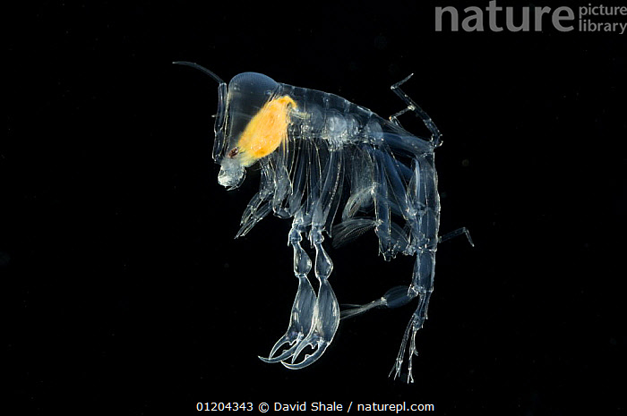 Stock photo of Pram bug amphipod {Phronima sedentaria} female, from the ...