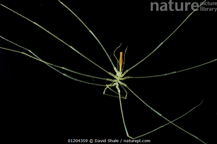 Stock photo of Deep sea Sea spider {Pycnogonida) from Mid-Atlantic ...