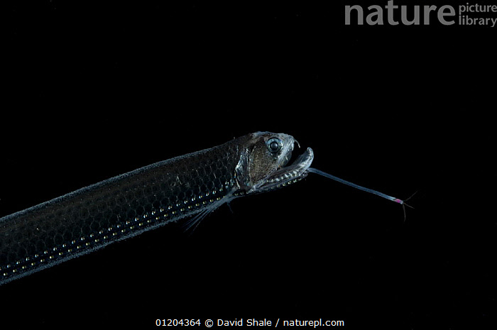 Stock photo of Scaly dragonfish {Stomias boa}, from the Mid-Atlantic ...