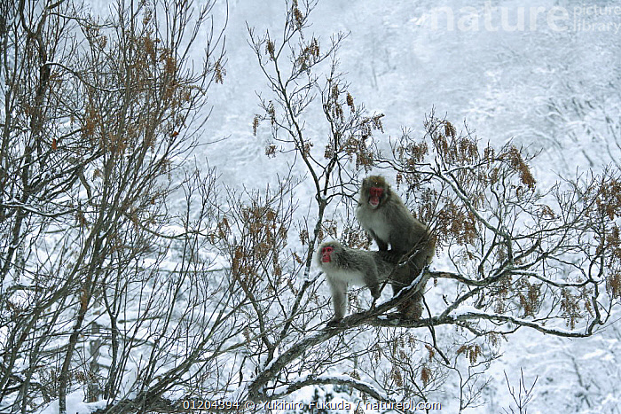 Stock photo of Japanese macaque / Snow monkey {Macaca fuscata} pair ...