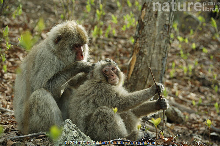 Stock photo of Japanese macaque / Snow monkey {Macaca fuscata} monkeys ...