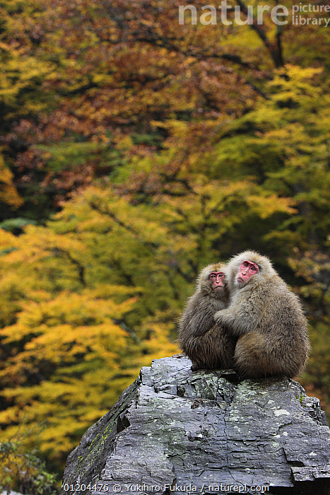 Stock photo of Japanese macaque / Snow monkey {Macaca fuscata} female ...