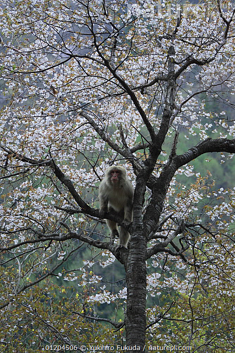 Stock photo of Japanese macaque / Snow monkey {Macaca fuscata} climbing ...