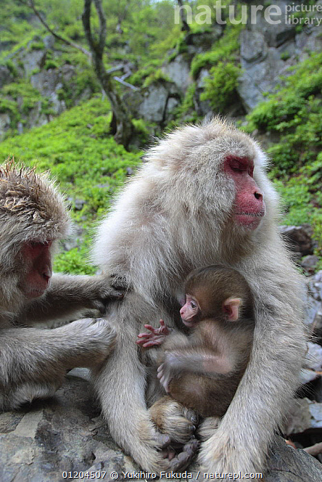 Stock photo of Japanese macaque / Snow monkey {Macaca fuscata} grooming ...