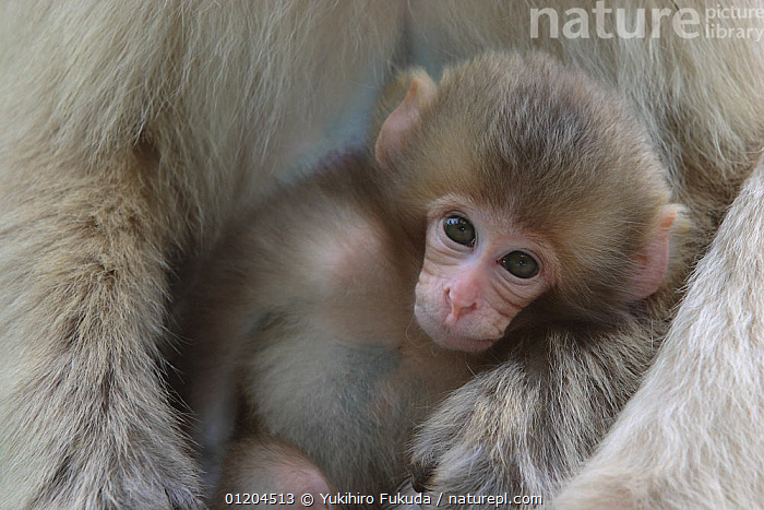 Stock photo of Japanese macaque / Snow monkey {Macaca fuscata} young baby, Jigokudani ...