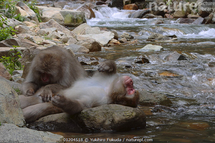 Stock photo of Japanese macaque / Snow monkey {Macaca fuscata} two ...
