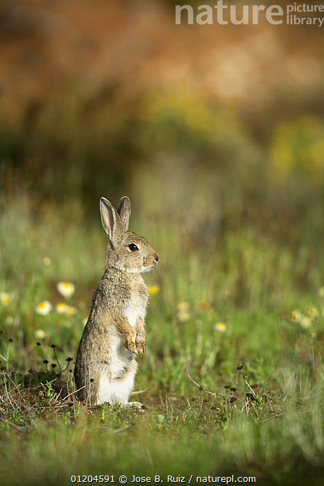 Stock photo of European rabbit (Oryctolagus cuniculus) sitting up on ...