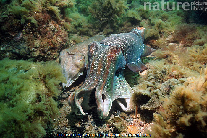 Stock photo of Giant cuttlefish (Sepia apama) male guarding egg-laying ...