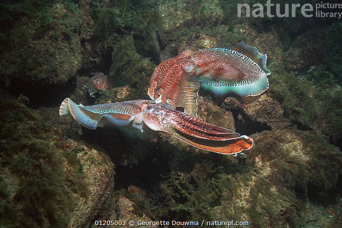 Stock photo of Giant cuttlefish (Sepia apama) males in display combat ...