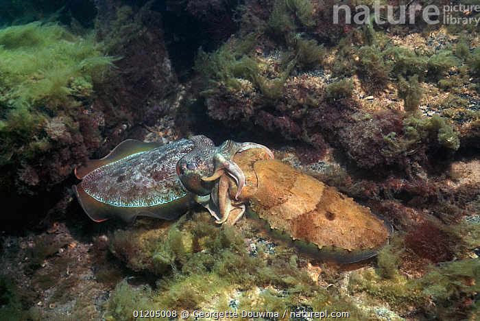 Stock photo of Giant cuttlefish (Sepia apama) mating. Spencer Gulf ...